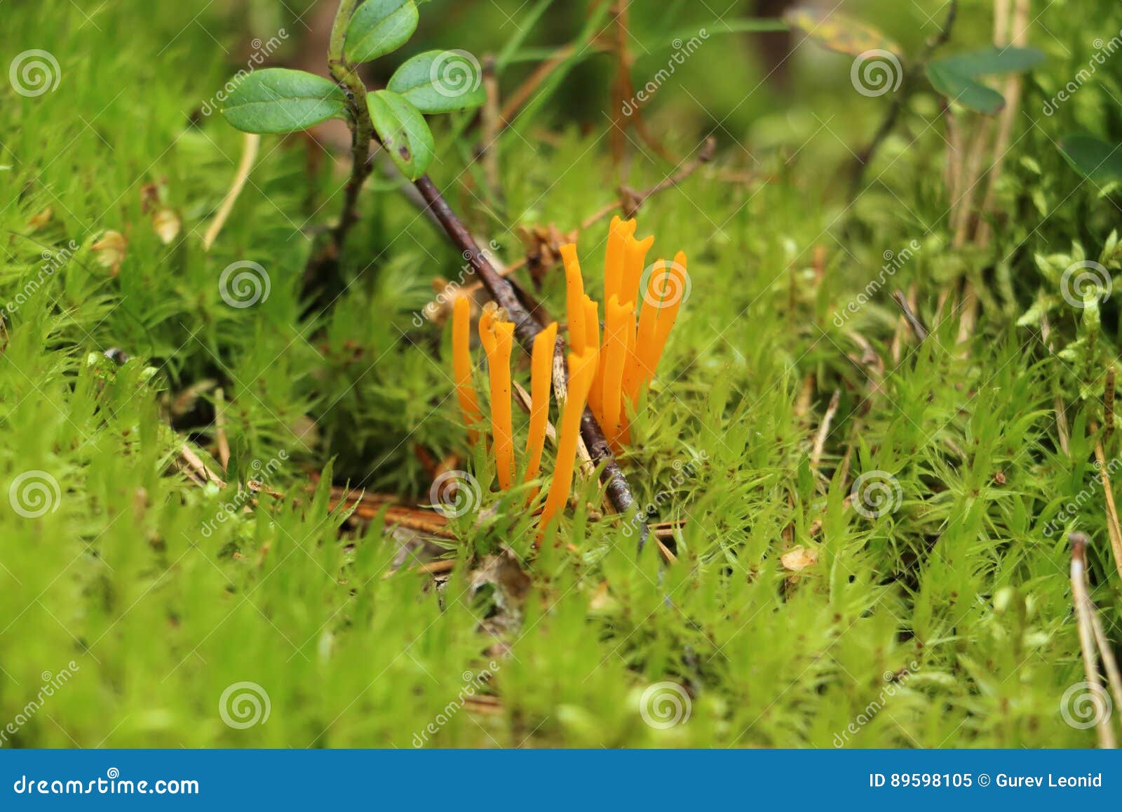 Calocera Adhesive on Forest Floor Closeup Stock Image - Image of autumn ...