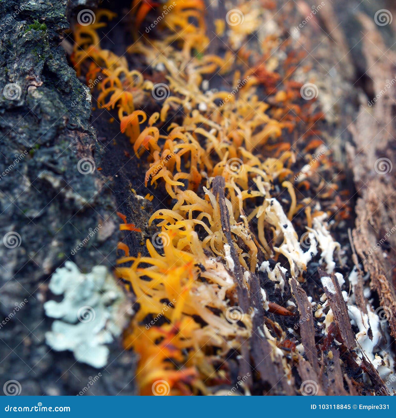 Calocera furcata fungus stock image. Image of furcata - 103118845