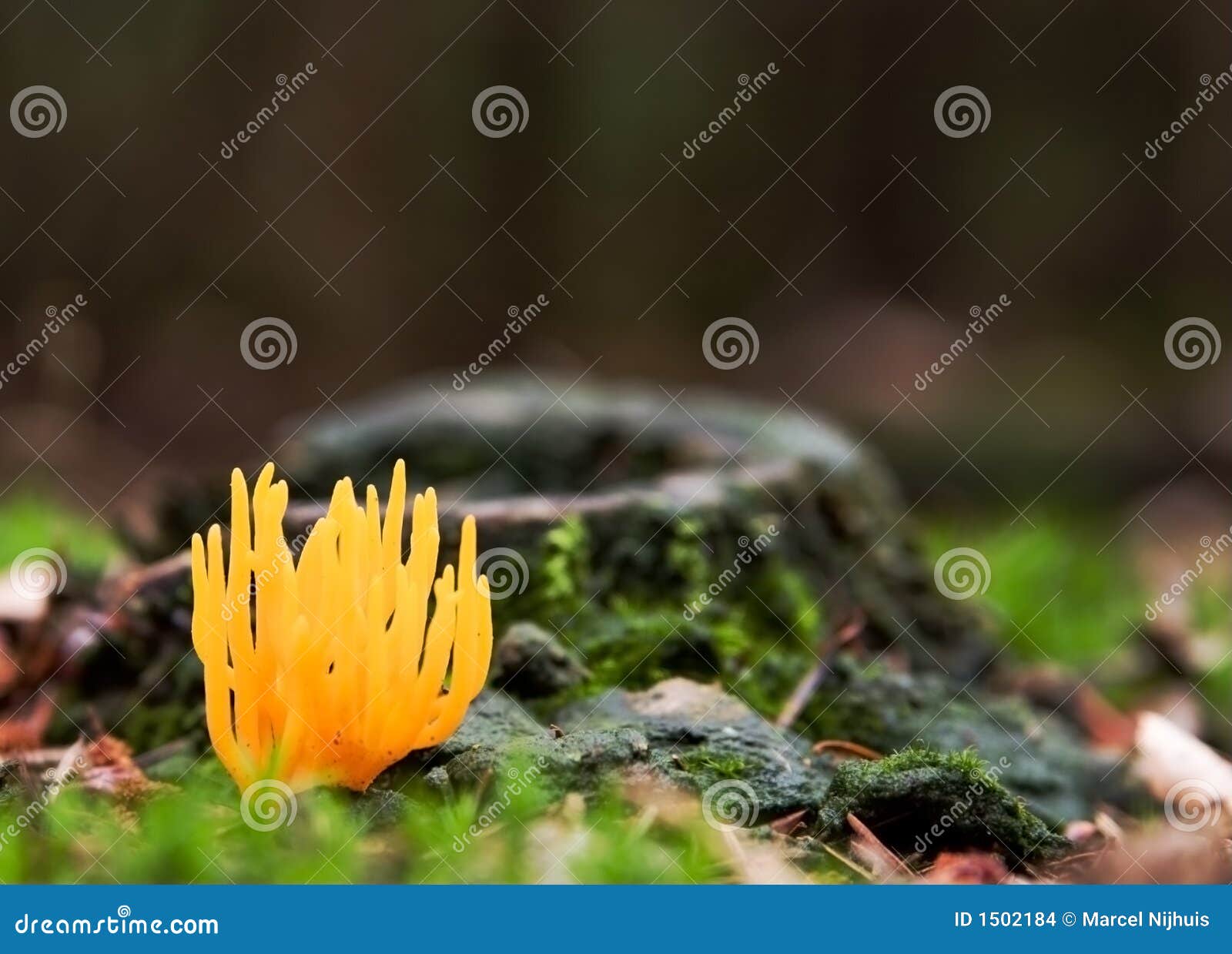 Calocera viscosa stock photo. Image of cool, orange, tree - 1502184