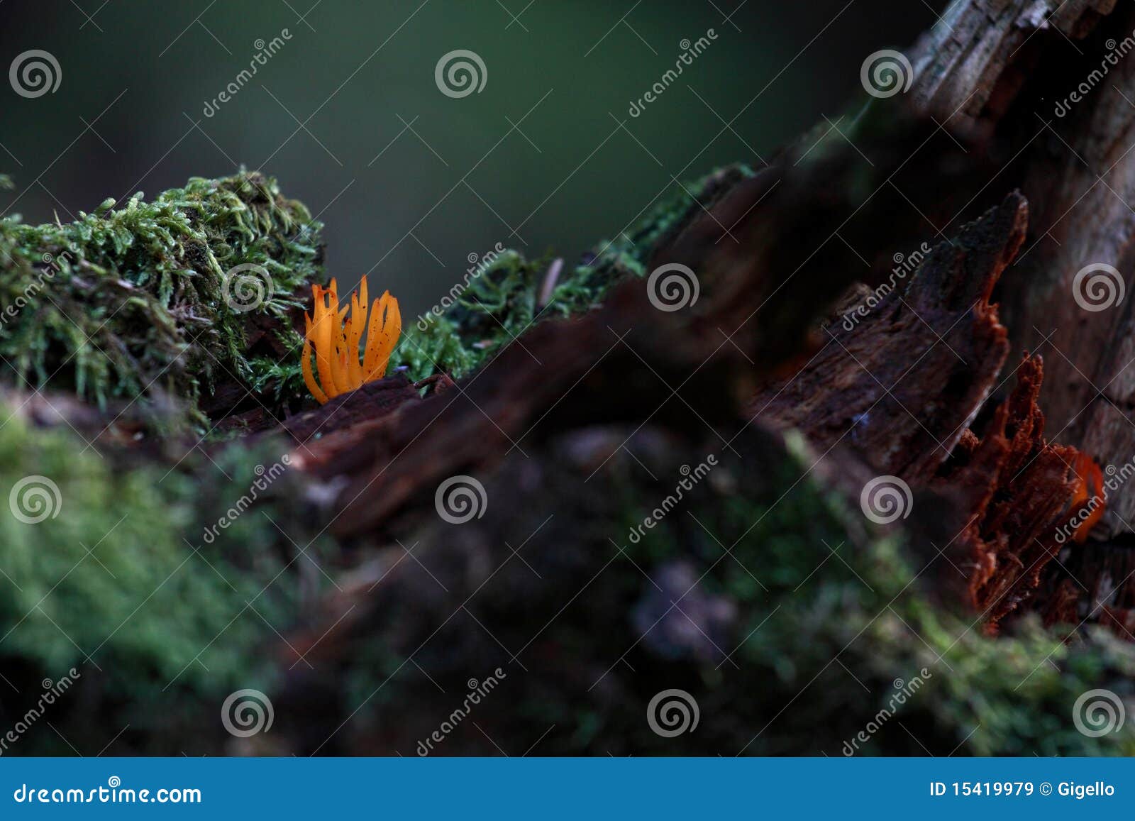 Calocera viscosa stock image. Image of stump, nature - 15419979