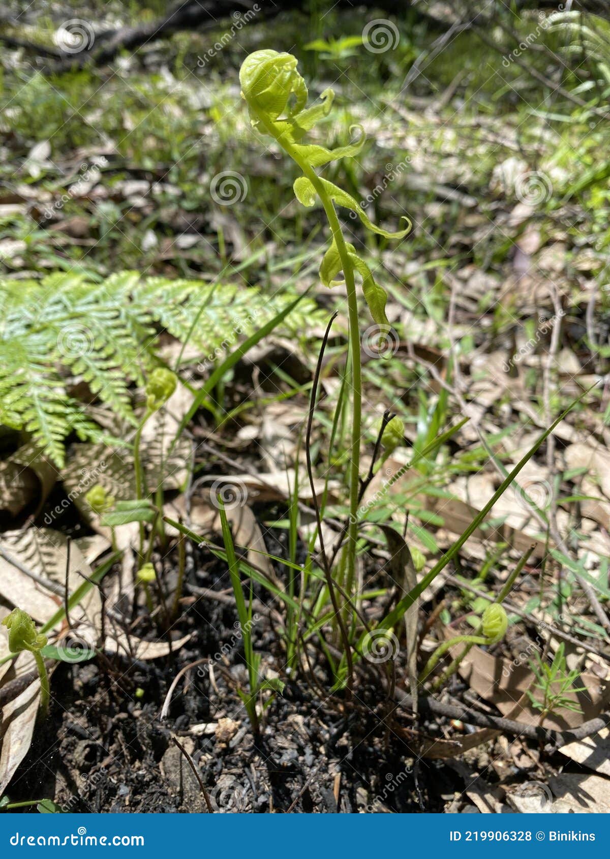 Calochlaena Dubia Sprouting Stock Photo - Image of dicksoniaceae, dubia ...