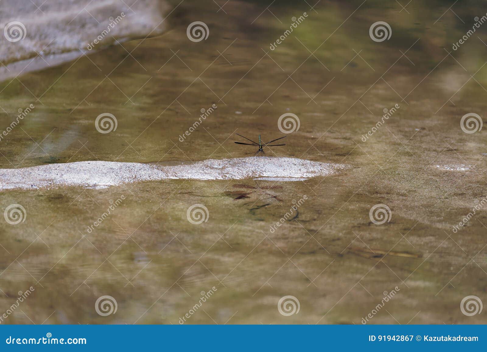 Calopteryx atrata stock image. Image of black, close - 91942867