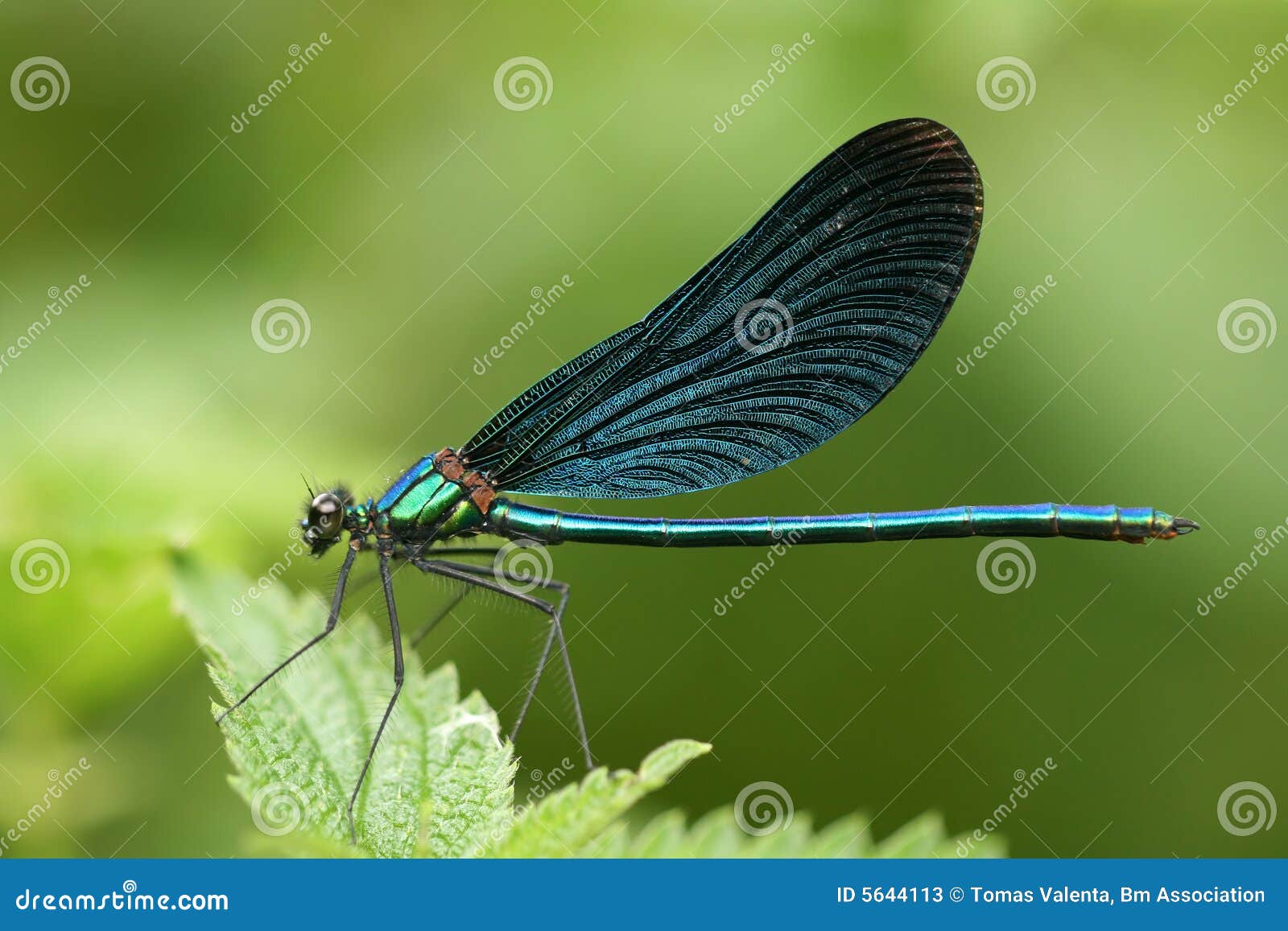 Calopteryx Jungfrau stockbild. Bild von morgen, insekt - 5644113