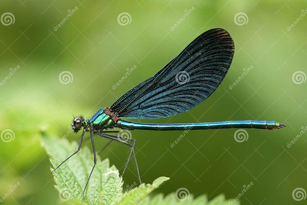 Calopteryx virgo stock image. Image of morning, leaf, look - 5644113