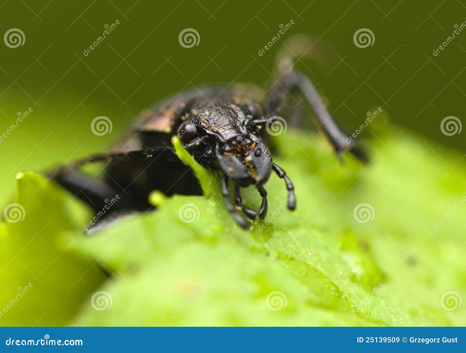 Calosoma inquisitor stock image. Image of nature, entomology - 25139509