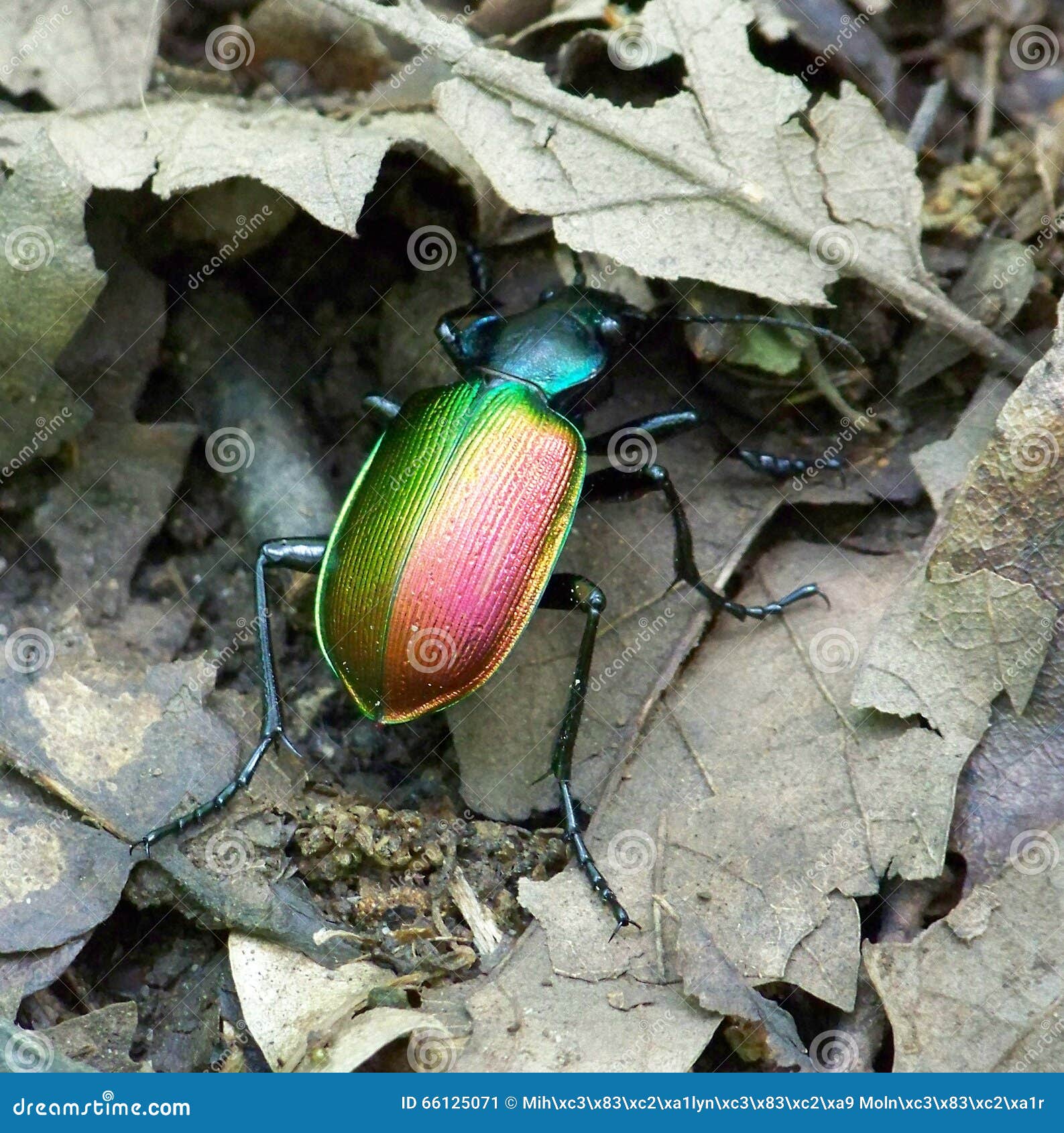Calosoma sycophanta fotografering för bildbyråer. Bild av artesian ...