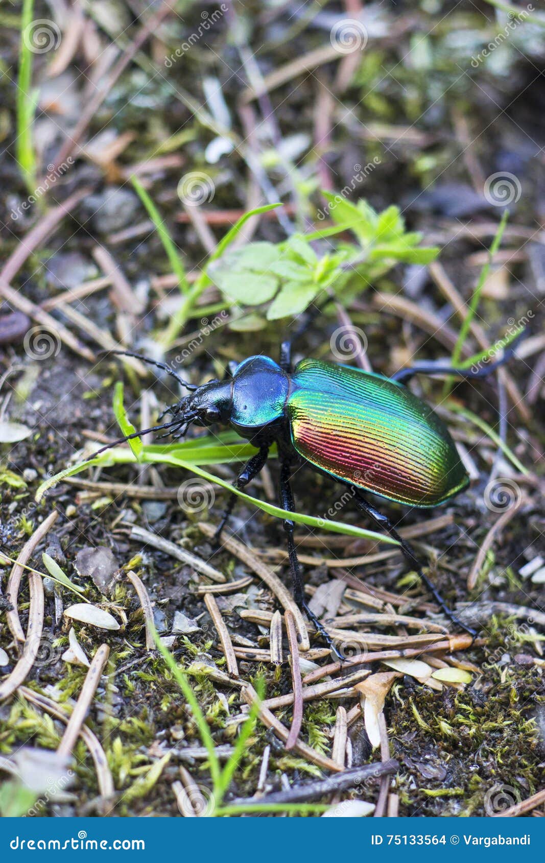 Calosoma sycophanta stock photo. Image of macro, wild - 75133564