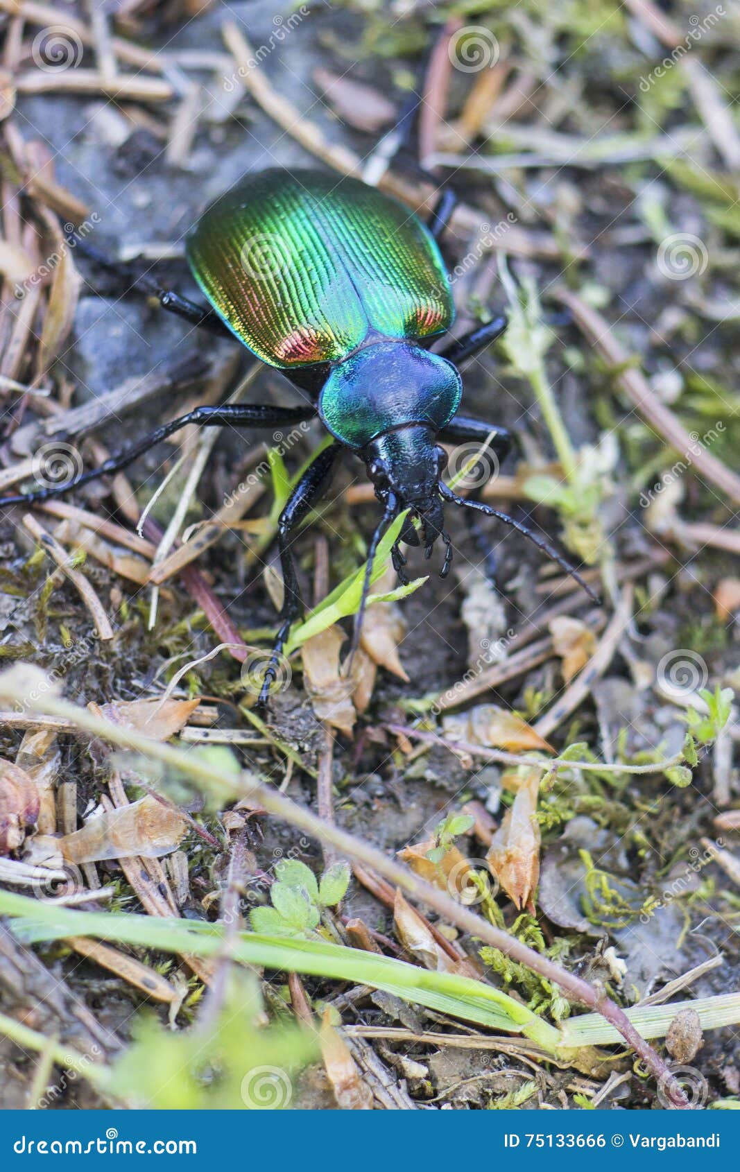 Calosoma sycophanta stock photo. Image of isolated, insect - 75133666