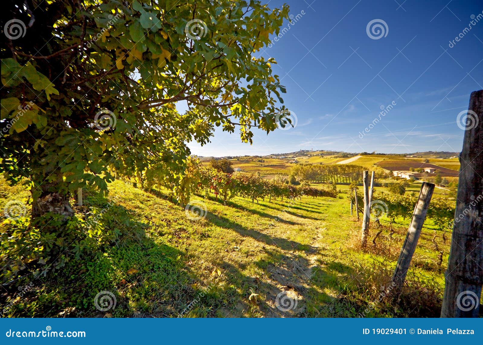Calosso (Piemonte, Italië): Landschap Stock Afbeelding - Image of tros ...