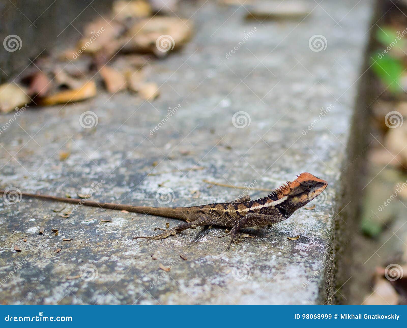 Calotes Versicolor Daudin, Oriental Eastern Garden Lizard Stock Image ...