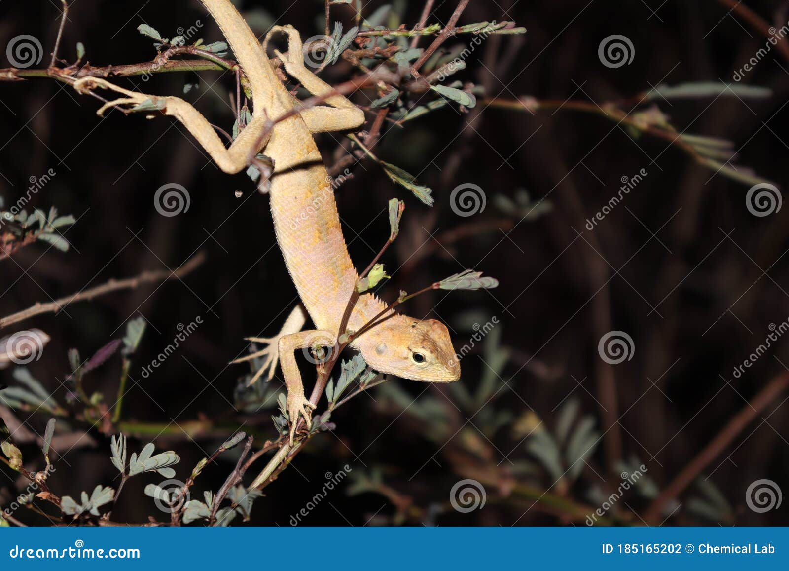 Calotes versicolor stock photo. Image of animal, background - 185165202