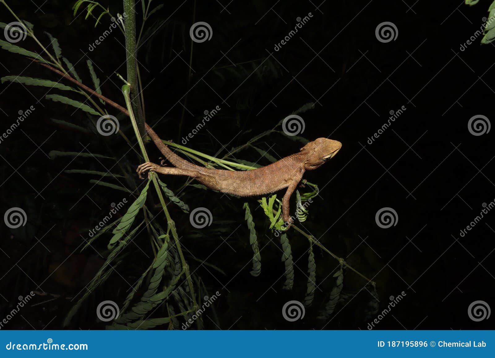 Calotes Versicolor are Sleeping Stock Photo - Image of environment ...