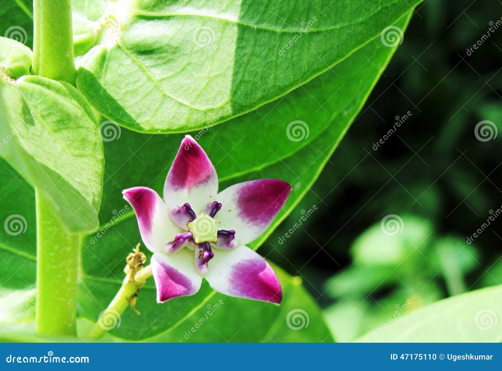 Calotropis flower smile stock photo. Image of akwan, petals - 47175110