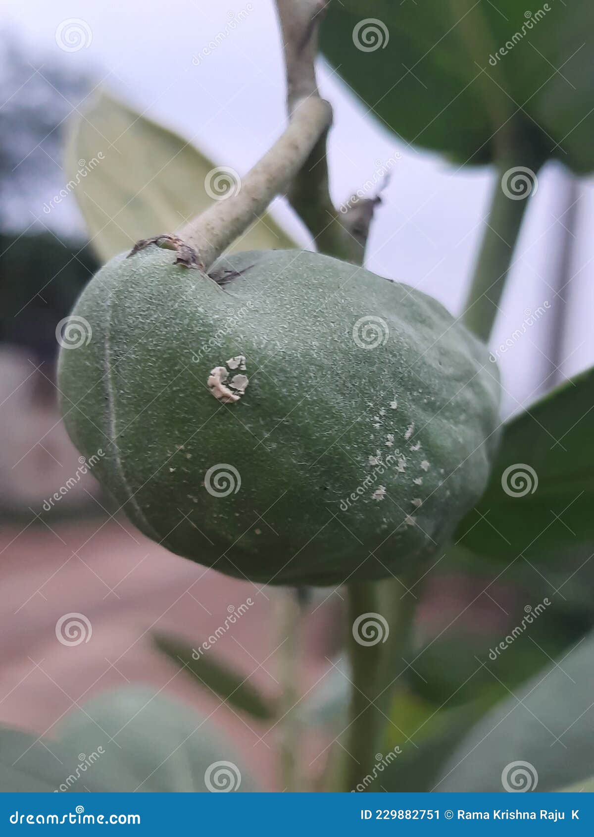 Calotropis fruit stock image. Image of evergreen, nature - 229882751