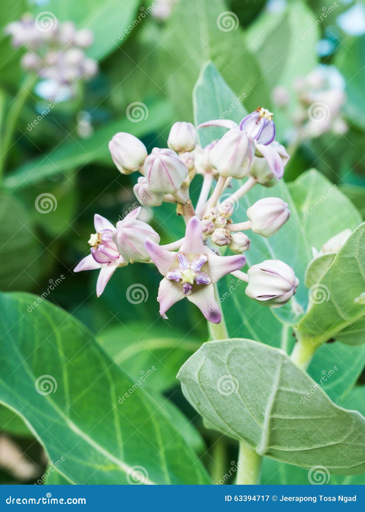 Calotropis Gigantea imagen de archivo. Imagen de agua - 63394717