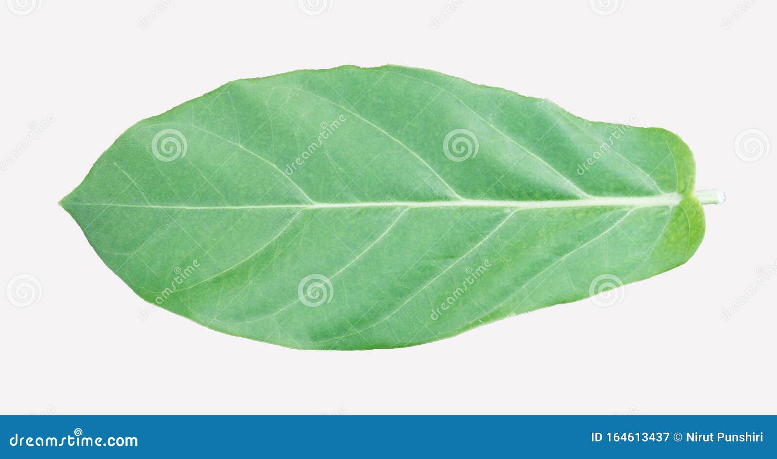 Calotropis gigantea Leaves stock image. Image of natural - 164613437