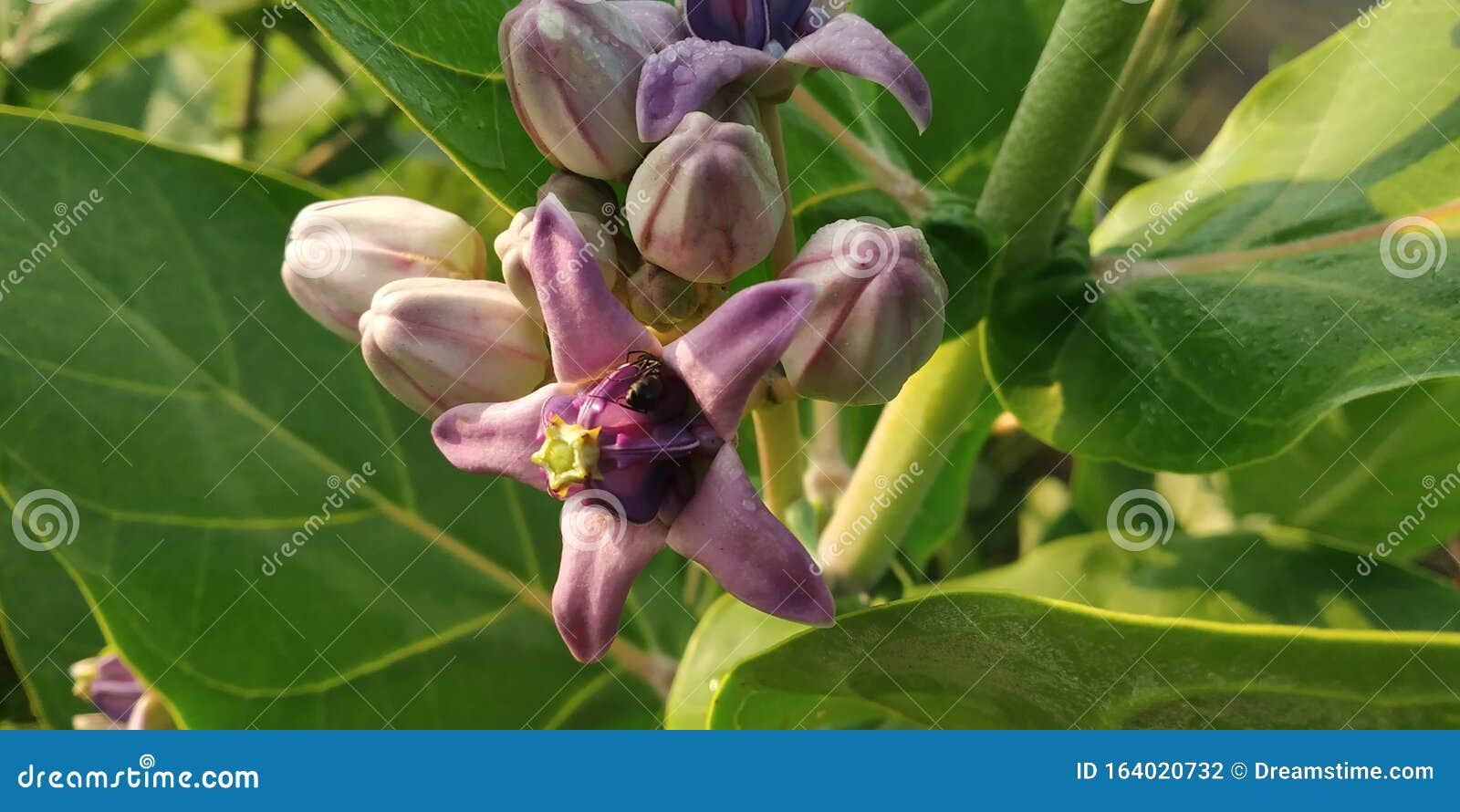 Calotropis gigantea stock photo. Image of gigantea, calotropis - 164020732