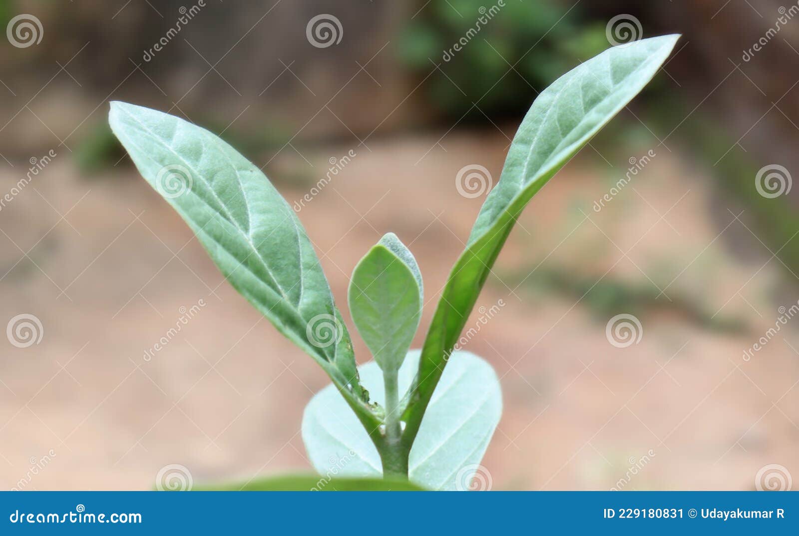 Calotropins Gigantean Plant Leaf Stock Image - Image of brown ...