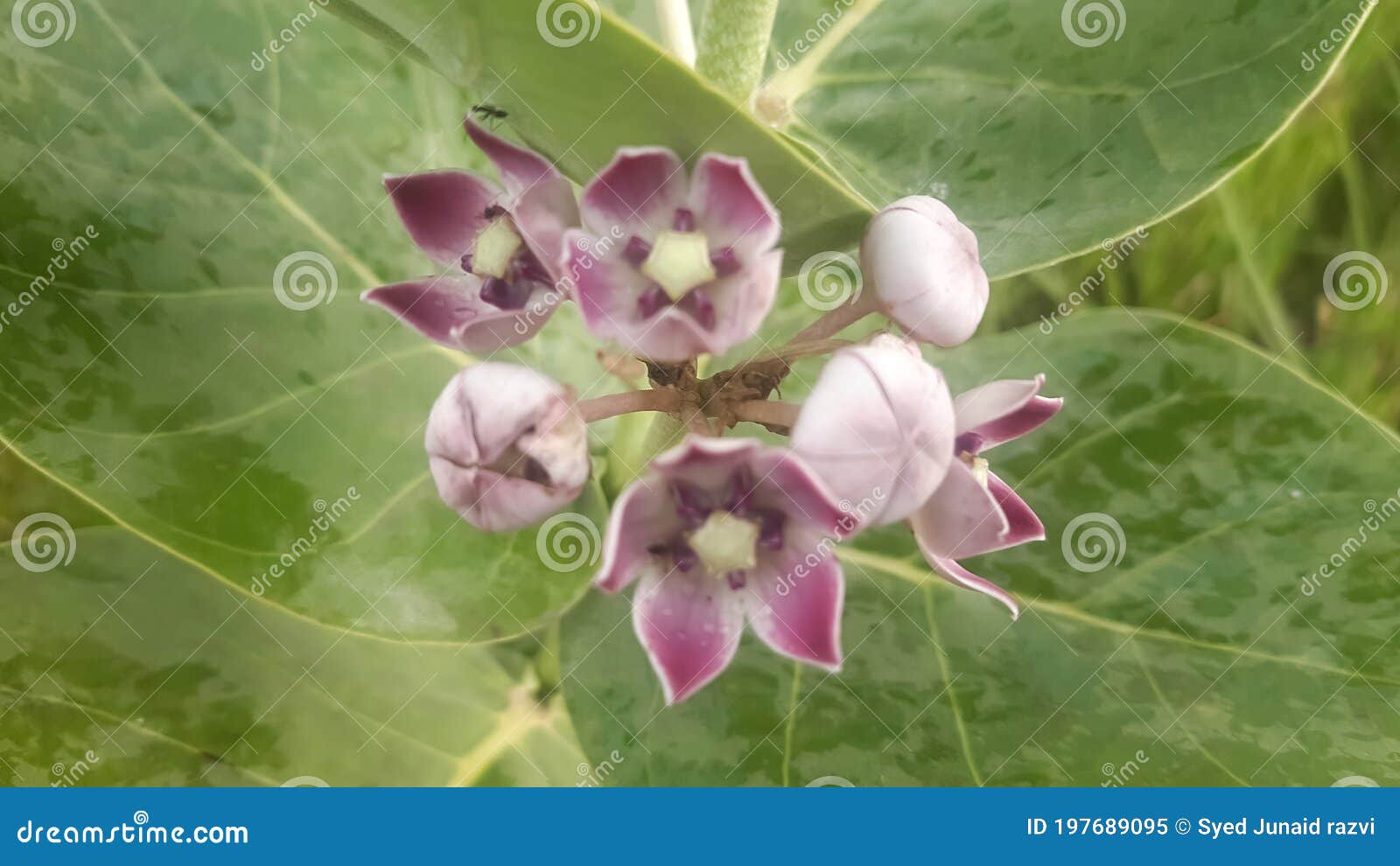 A Calotropis Plant with Its Flowers and Leaves Stock Image - Image of ...
