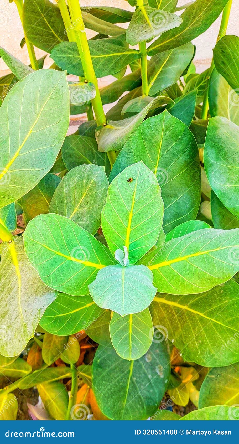 Calotropis Procera Tree Grove Stock Photo - Image of bushes, tree ...