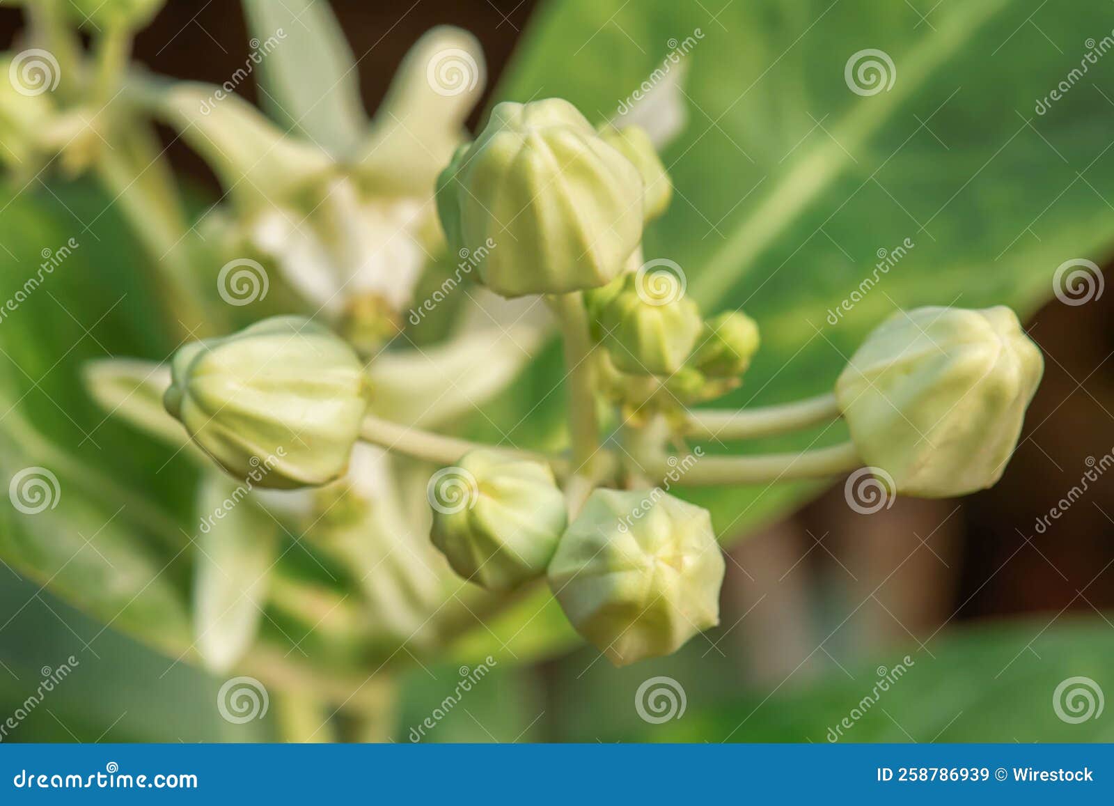 Calotropis, White Aak Plant Herb, Rajasthan. Stock Image ...