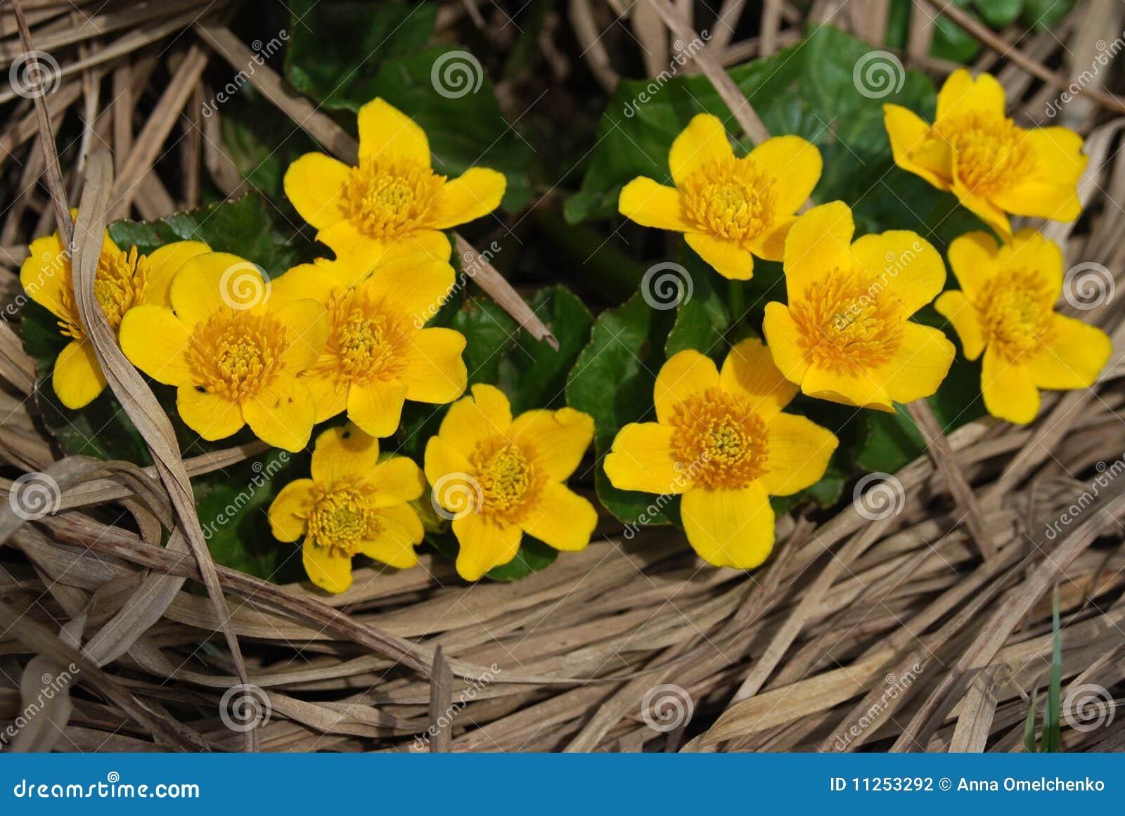Caltha Palustris Growing In Swamp. Spring Flowers. Marsh Marigold ...