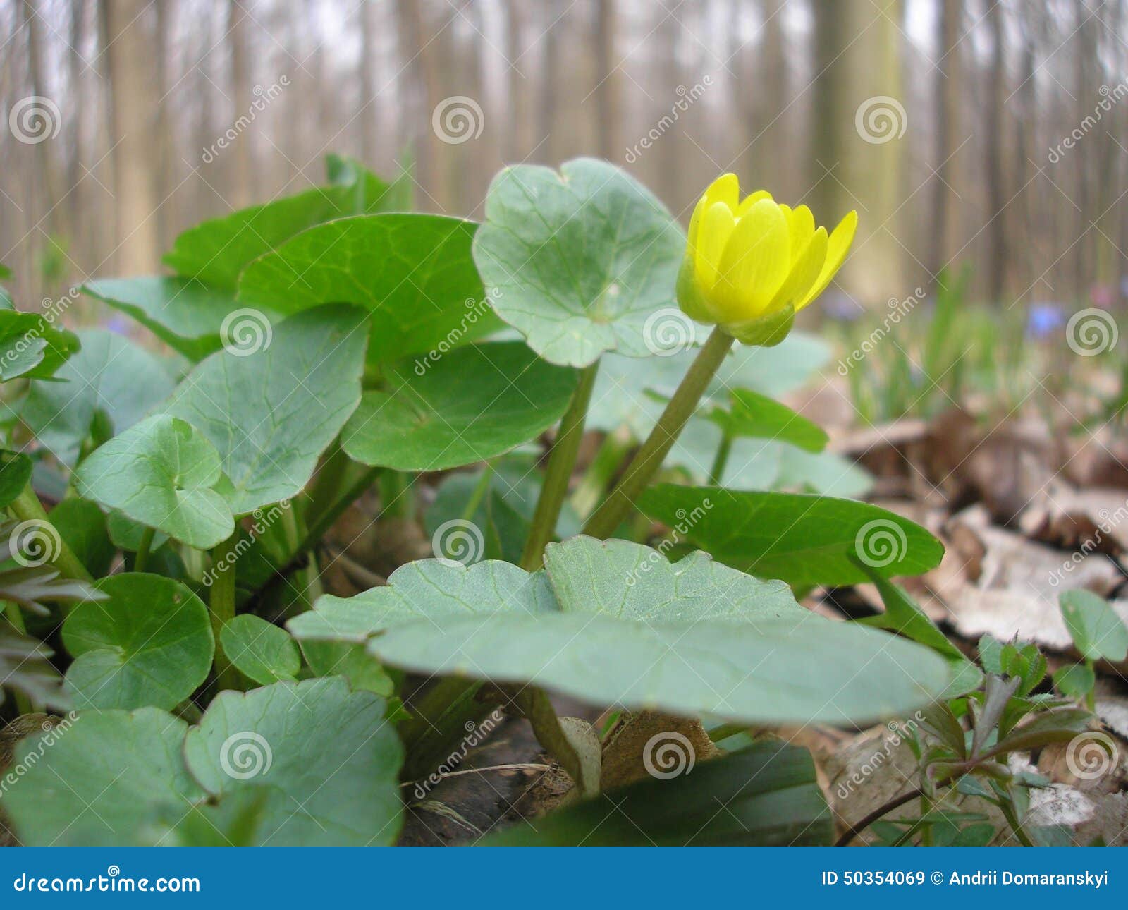 Caltha palustris stock image. Image of bluebell, caltha - 50354069