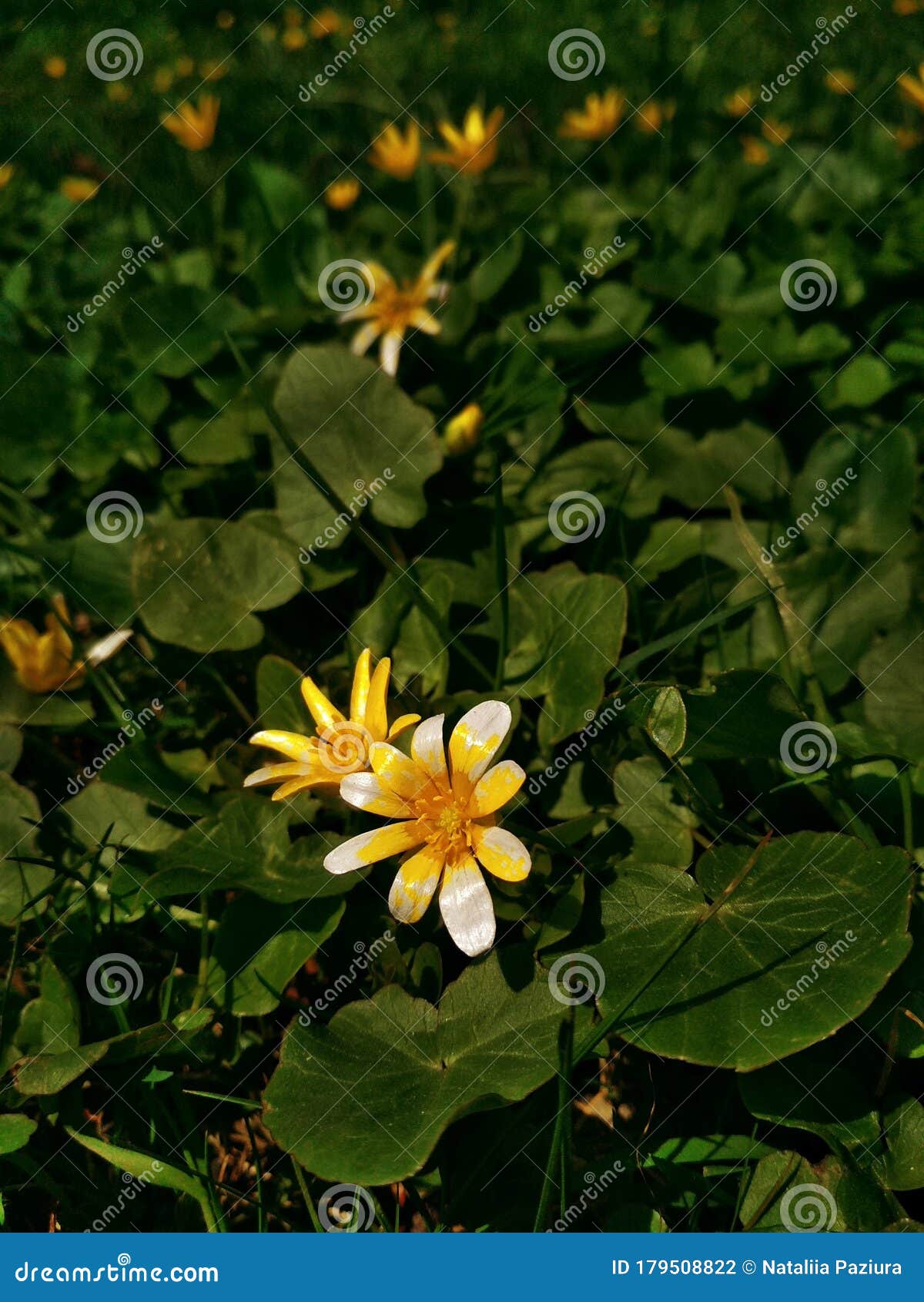 Caltha. Caltha Palustris Conocida Como Marigold Y Kingcup. Marjaar ...