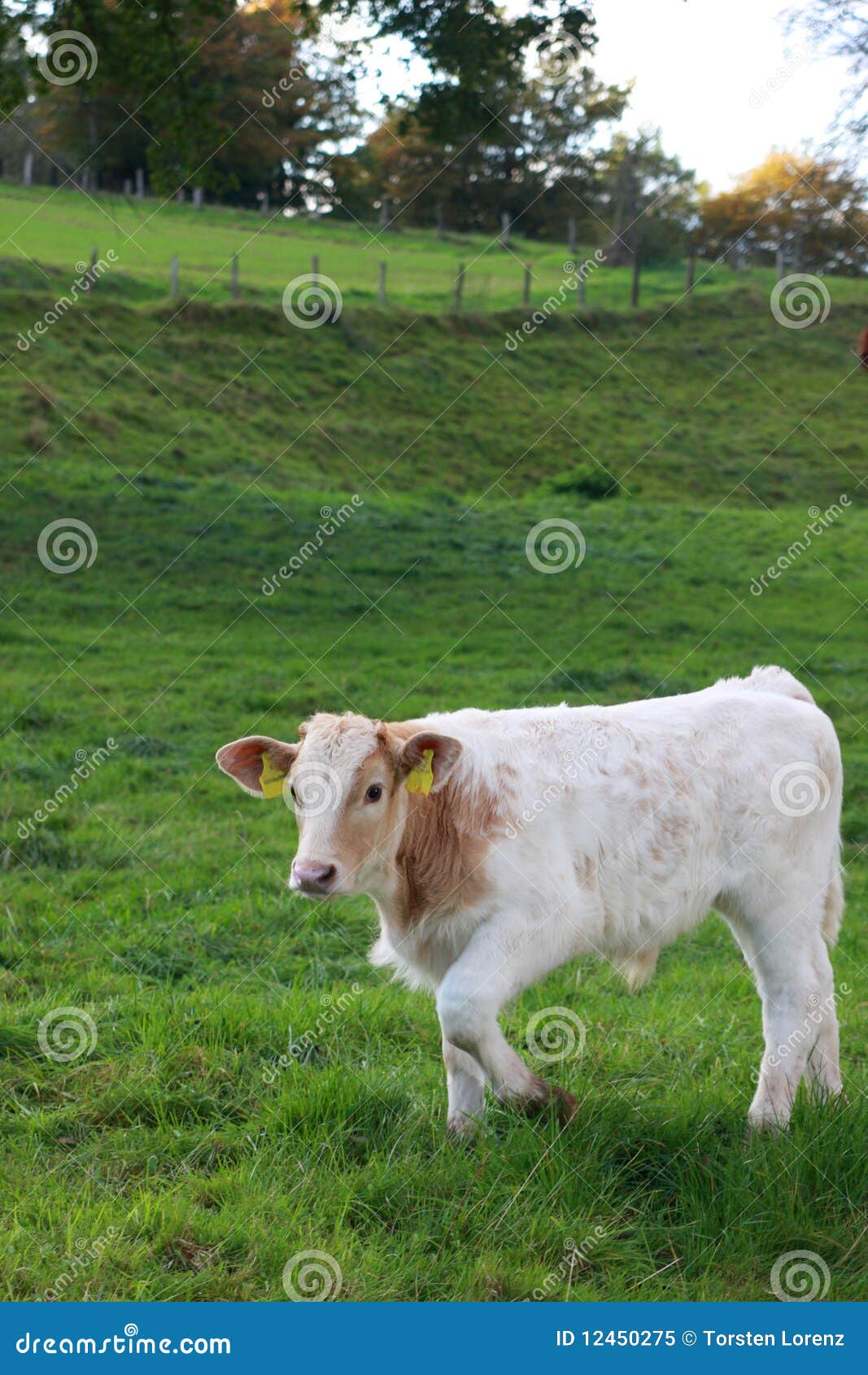 Single Calv Stock Photos - Free & Royalty-Free Stock Photos from Dreamstime