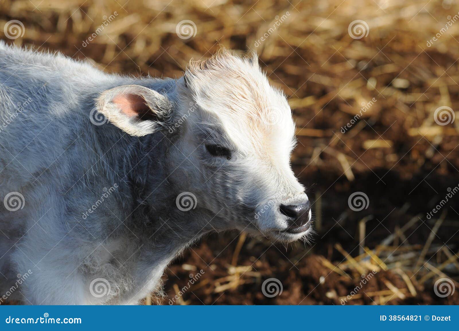 Calve stock image. Image of side, ranch, young, calf - 38564821