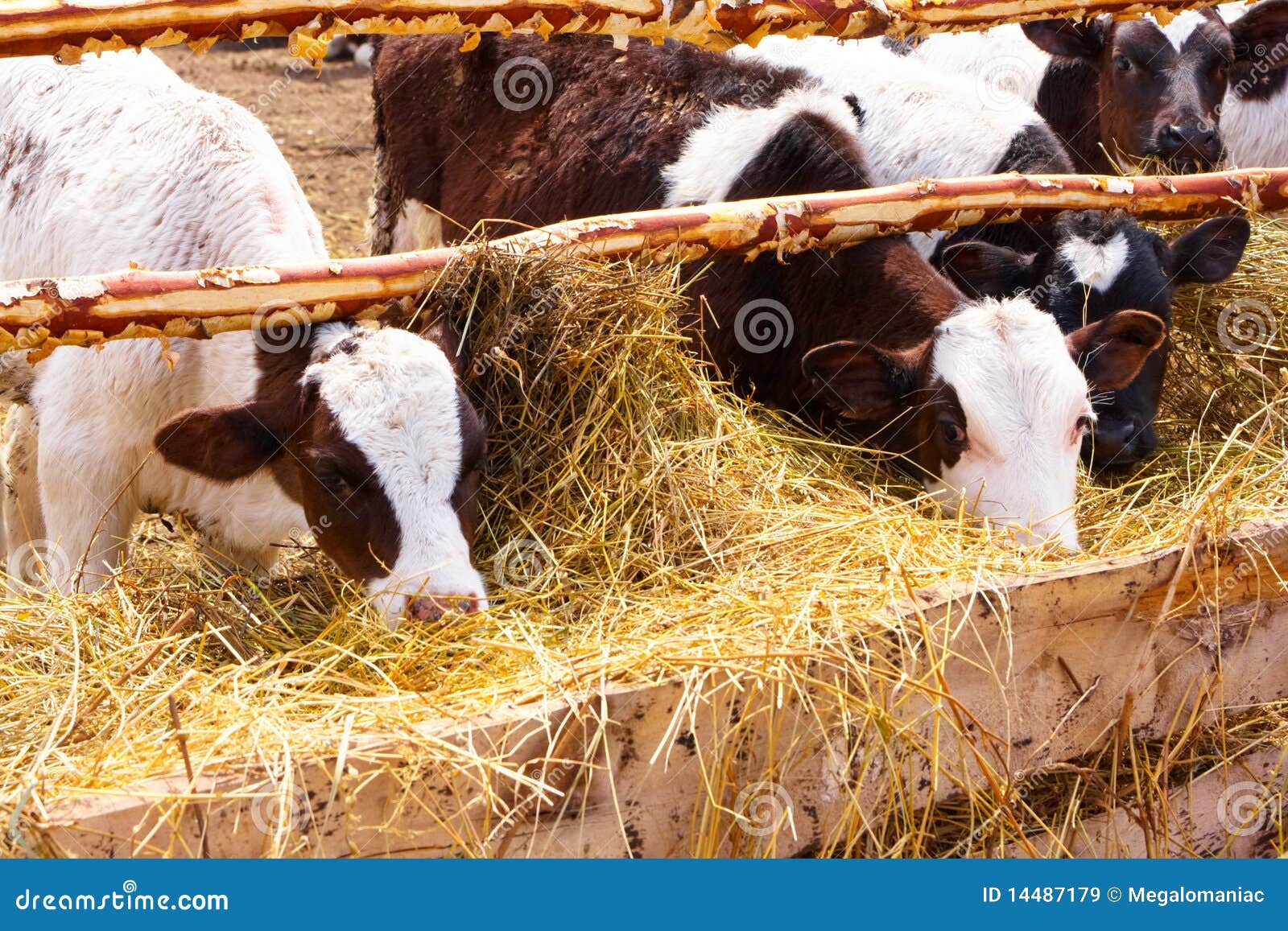 Calves stock image. Image of food, horned, large, animals - 14487179