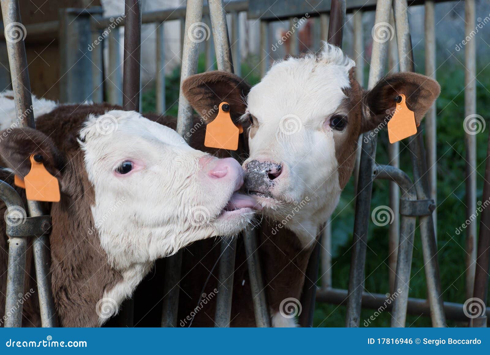 Calves stock photo. Image of hair, calves, eyes, animal - 17816946