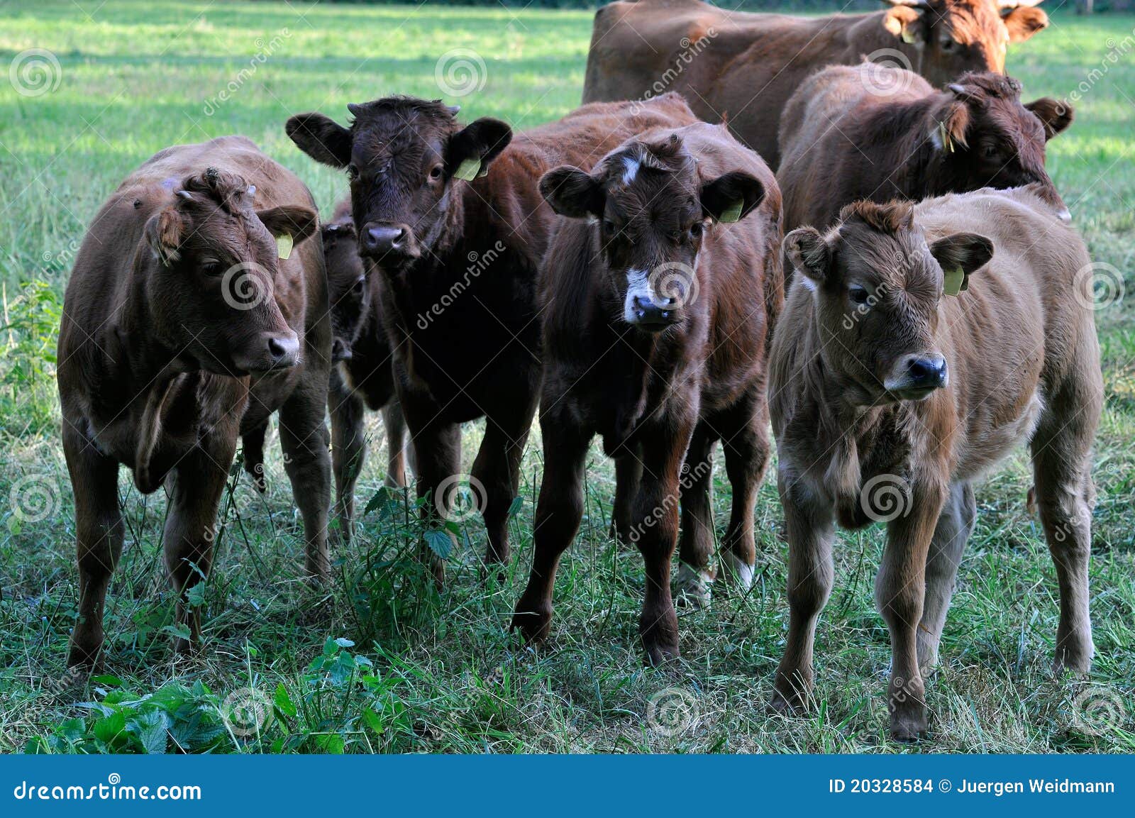 Calves stock photo. Image of calves, cows, graze, animal - 20328584