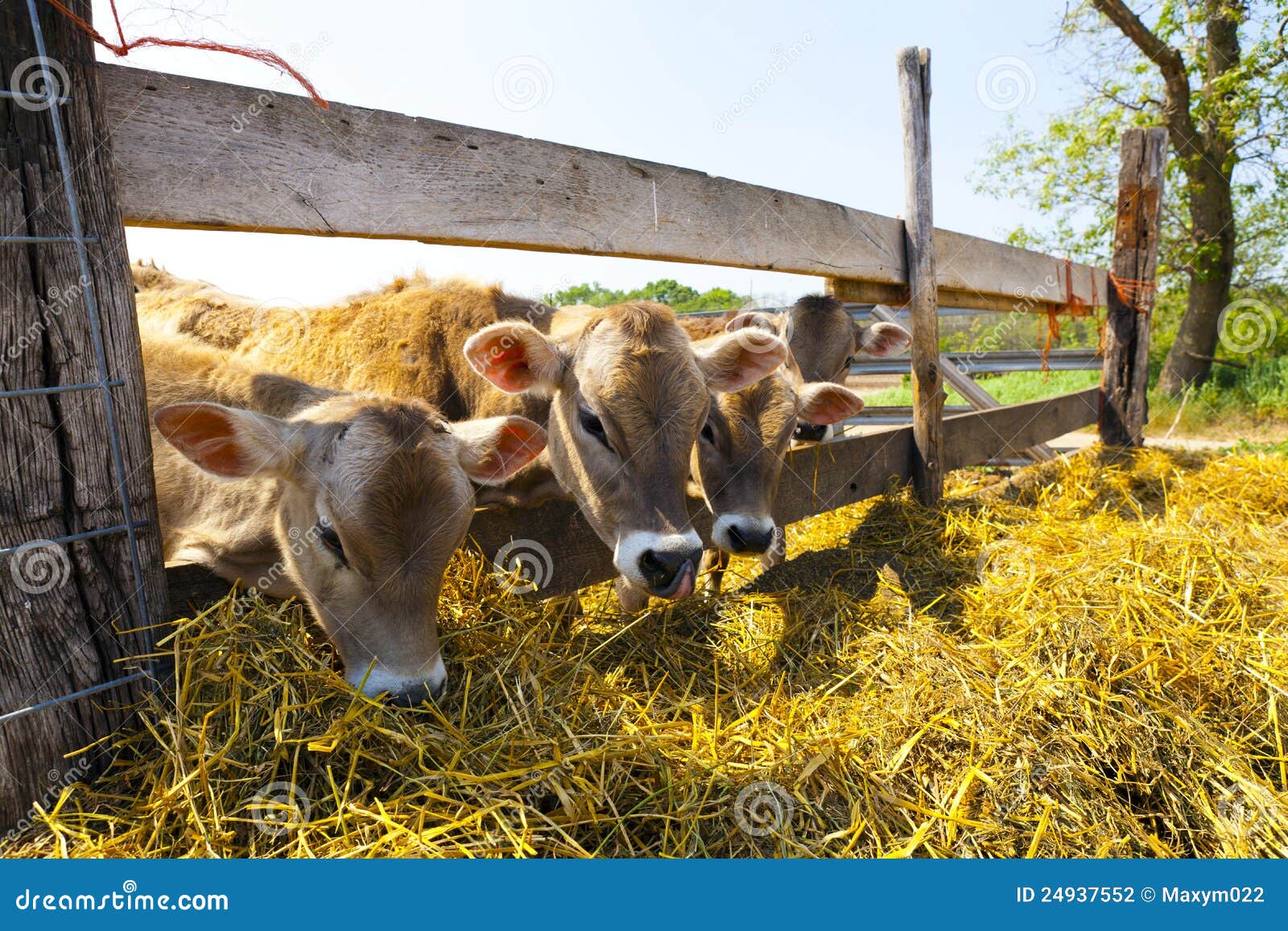 Calves stock photo. Image of calves, young, fence, food - 24937552