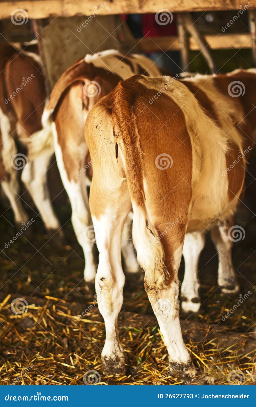 Calves stock image. Image of offspring, meat, biological - 26927793