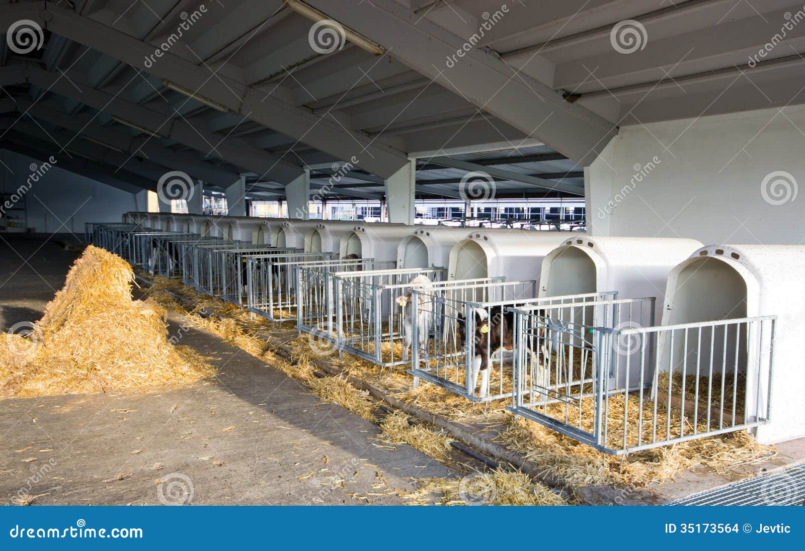 Calves cages stock photo. Image of alone, farmer, beef - 35173564