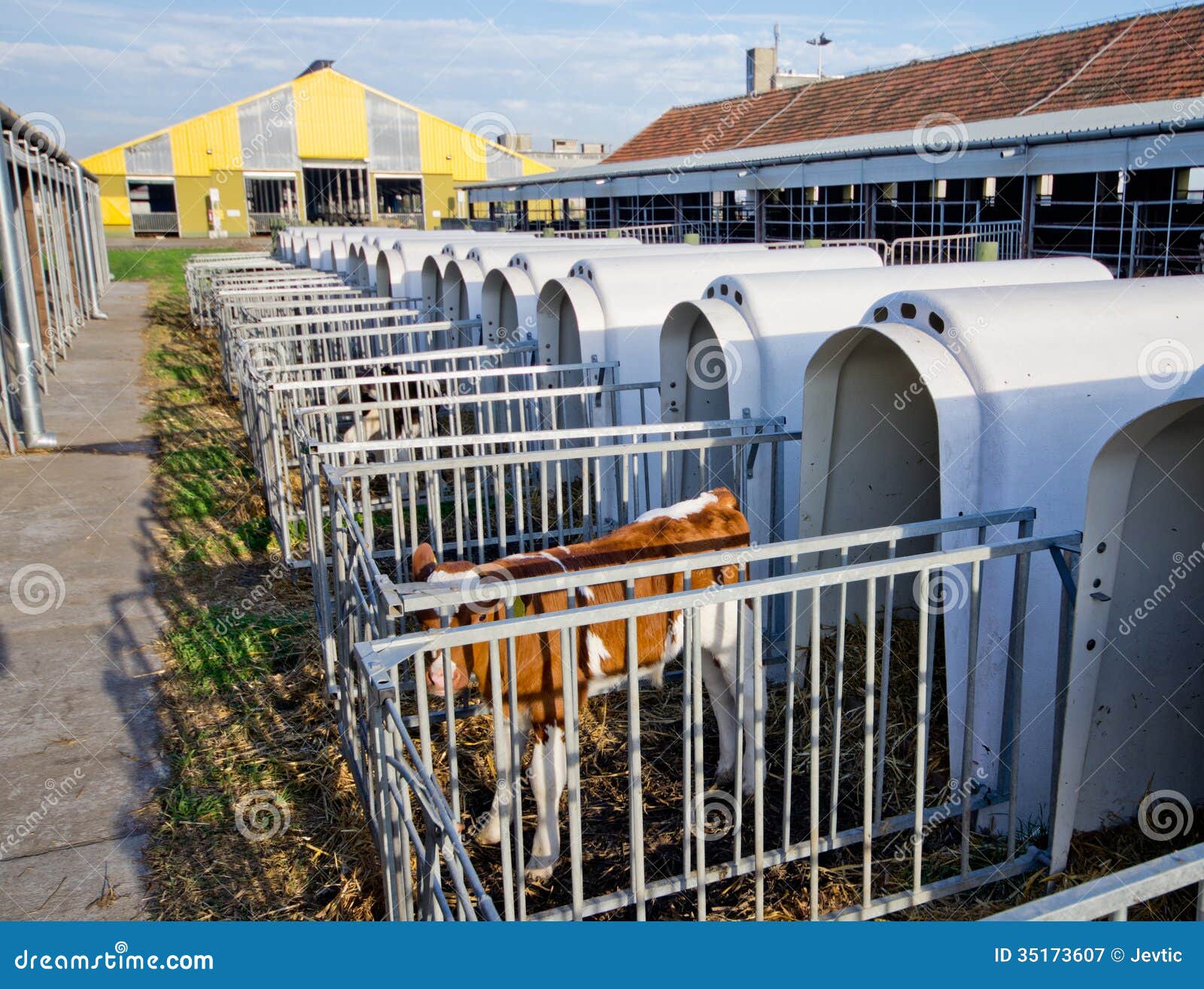 Calves cages stock image. Image of alone, cage, farming - 35173607