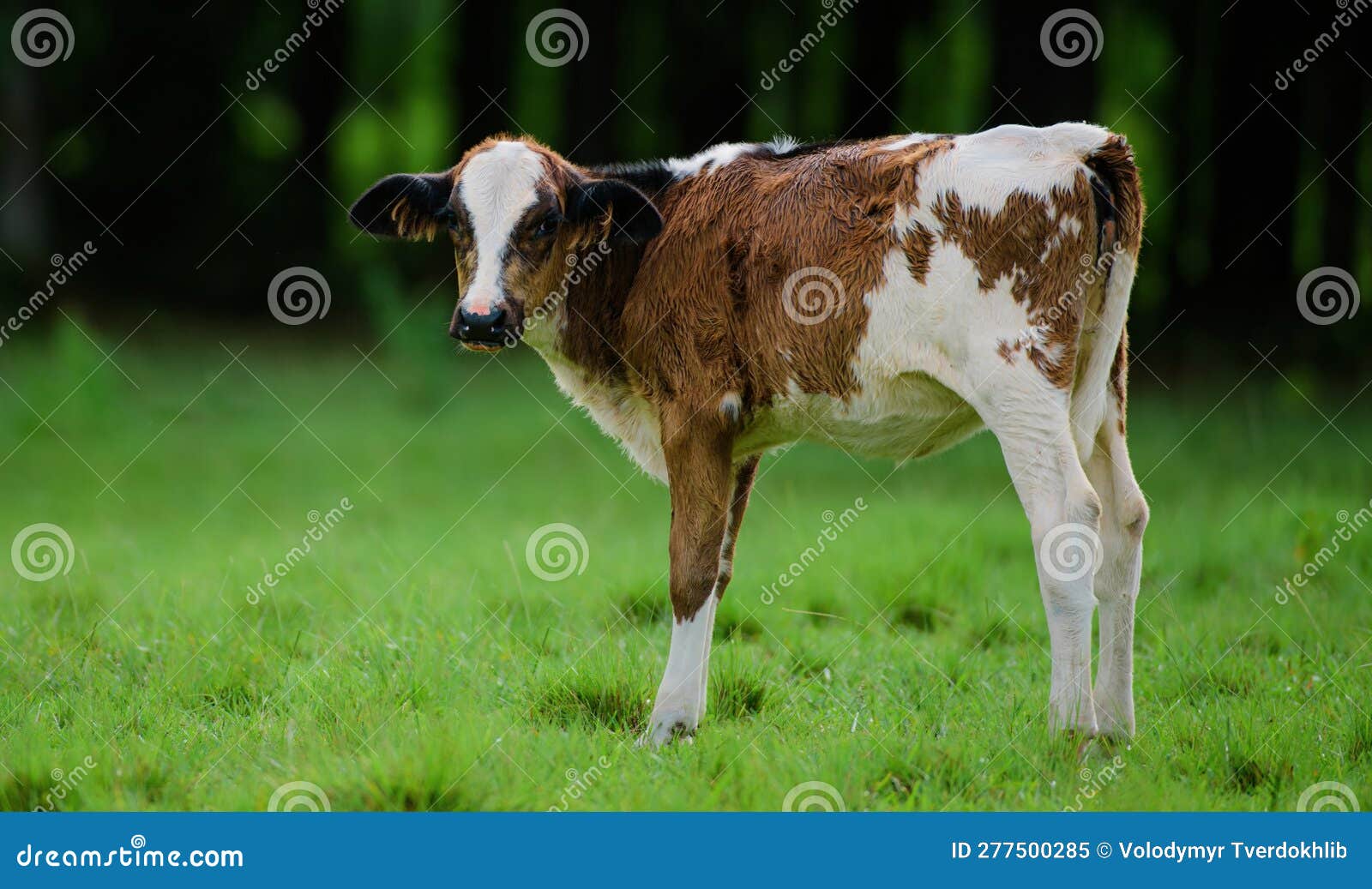Calves Calf and Cows on the Farm. Calf on the Green Meadow. Stock Image ...