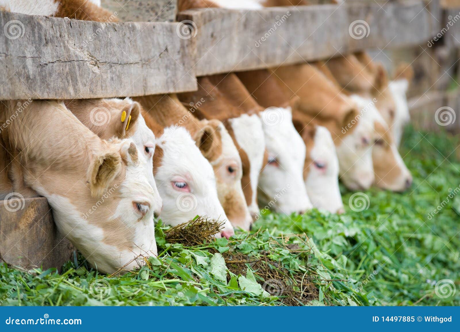 Calves Eating Green Rich Fodder Stock Image - Image of calf, husbandry ...
