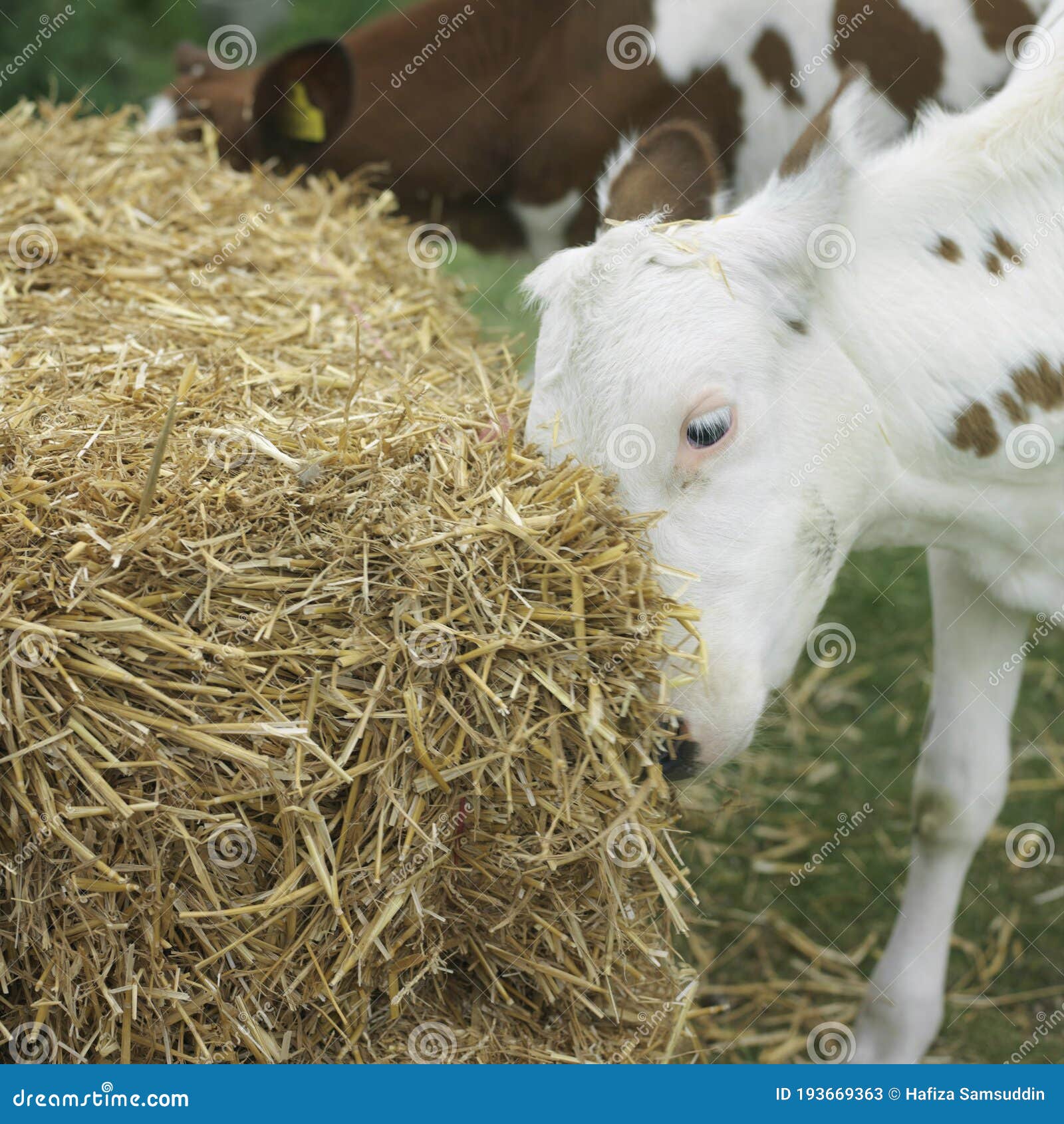 Calves Eating Hay. Conceptual Image Shot Stock Image - Image of side ...
