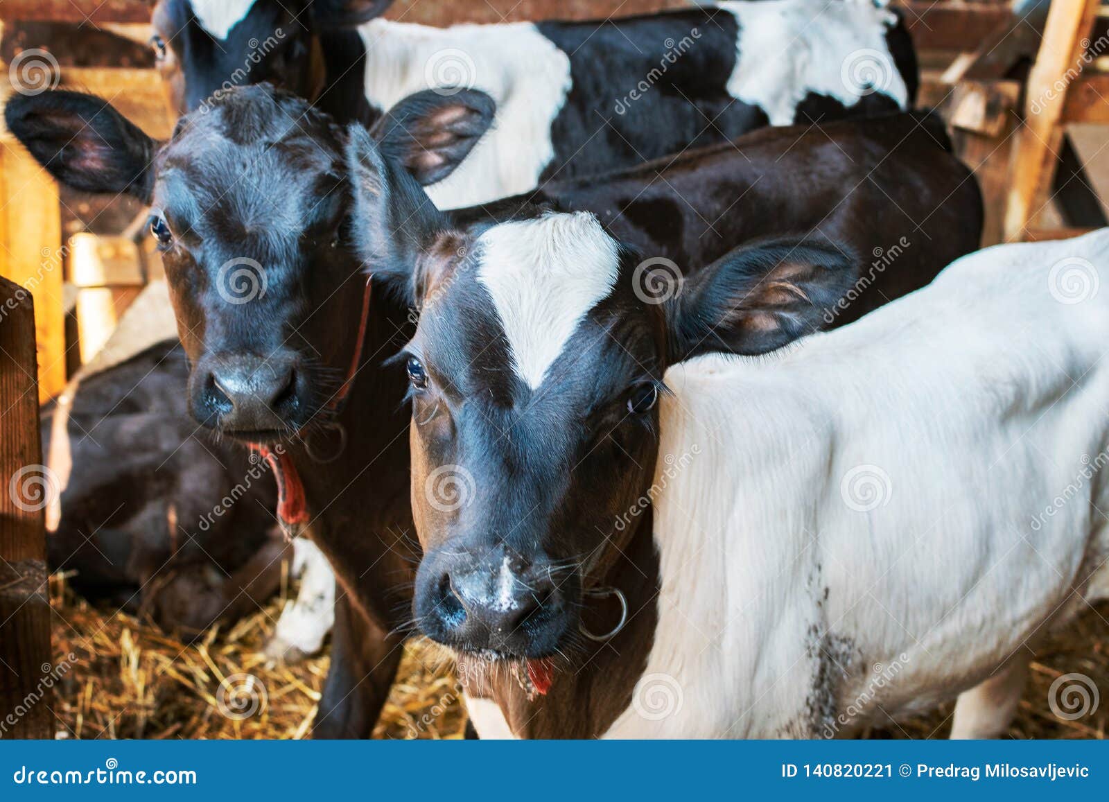 Young Calves in a Farm Stable Stock Image - Image of calves, farming ...