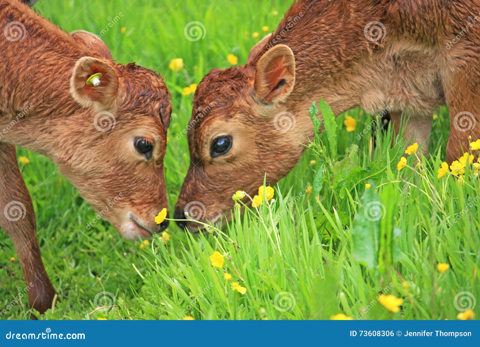 Calves in a field stock photo. Image of devon, farm, juvenile - 73608306