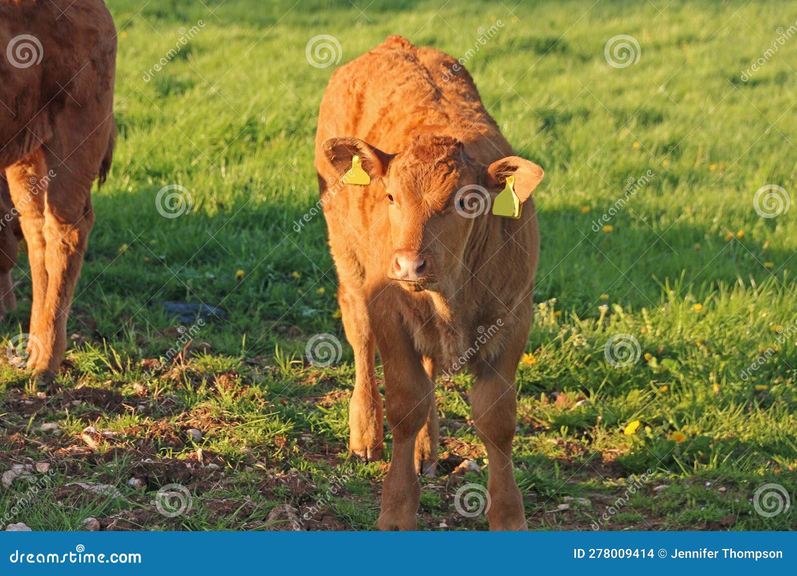 Calves in a field stock photo. Image of cows, animals - 278009414