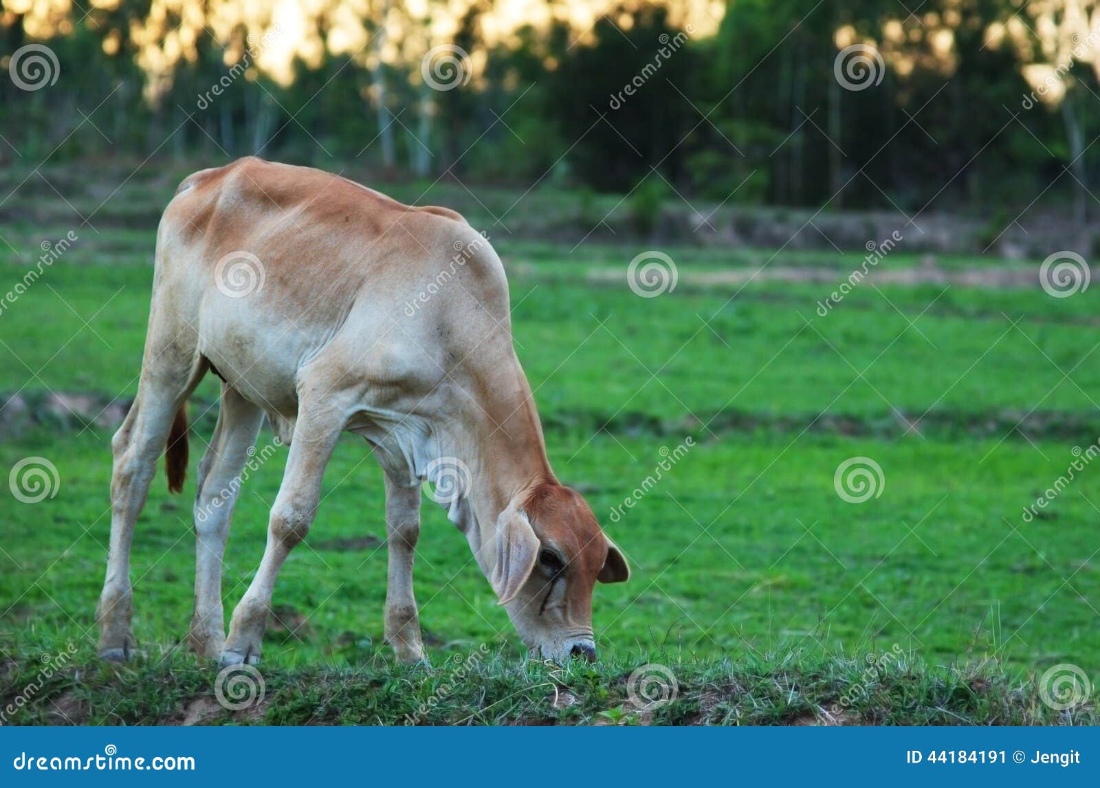 Calves graze stock image. Image of graze, africa, calf - 44184191