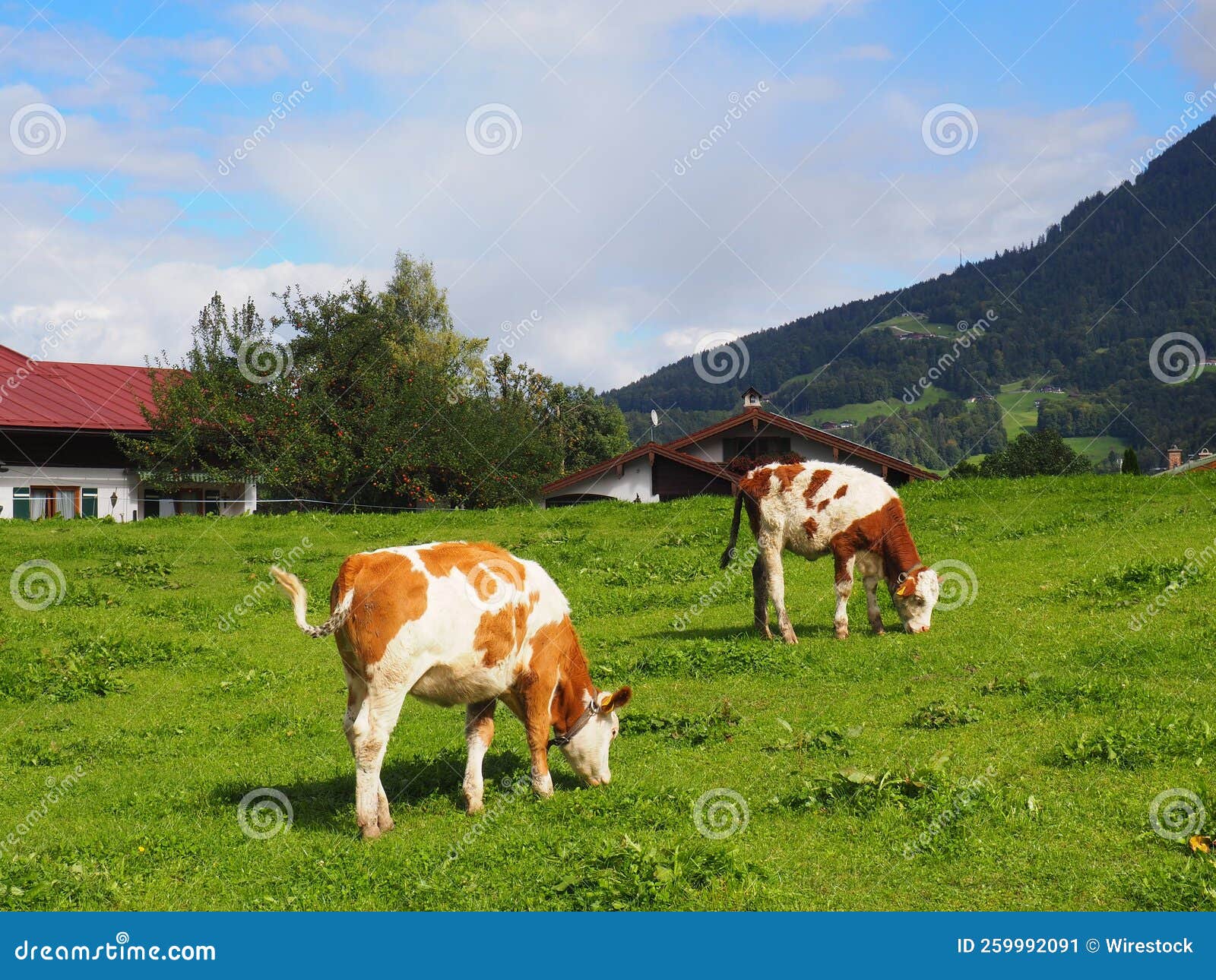 Calves Grazing Grass in a Green Meadow Stock Image - Image of meadow ...