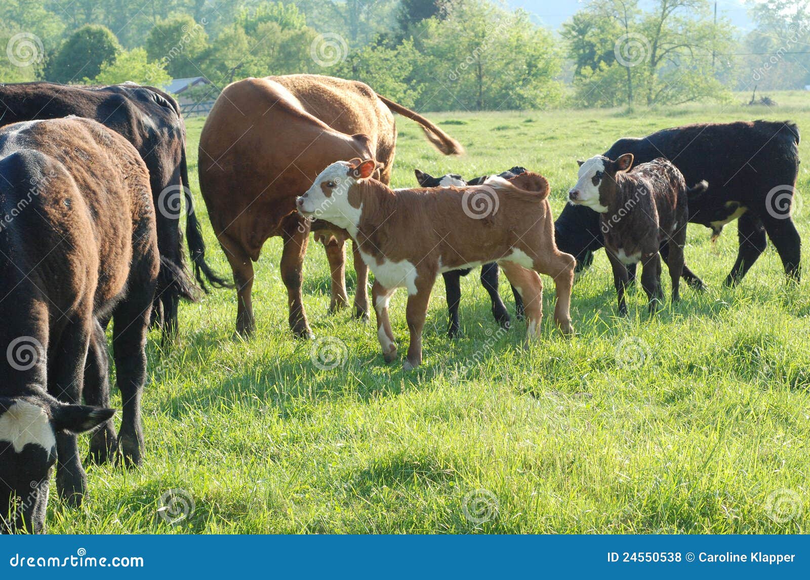 Calves in a Herd stock photo. Image of agriculture, babies - 24550538