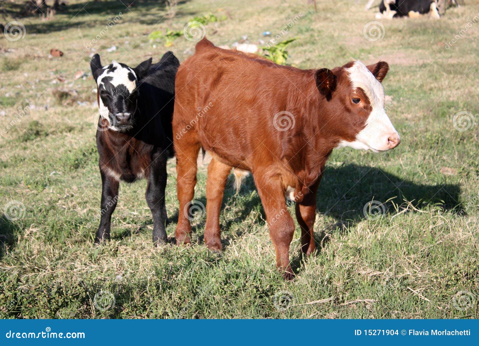 Calves in a little farm stock photo. Image of agriculture - 15271904