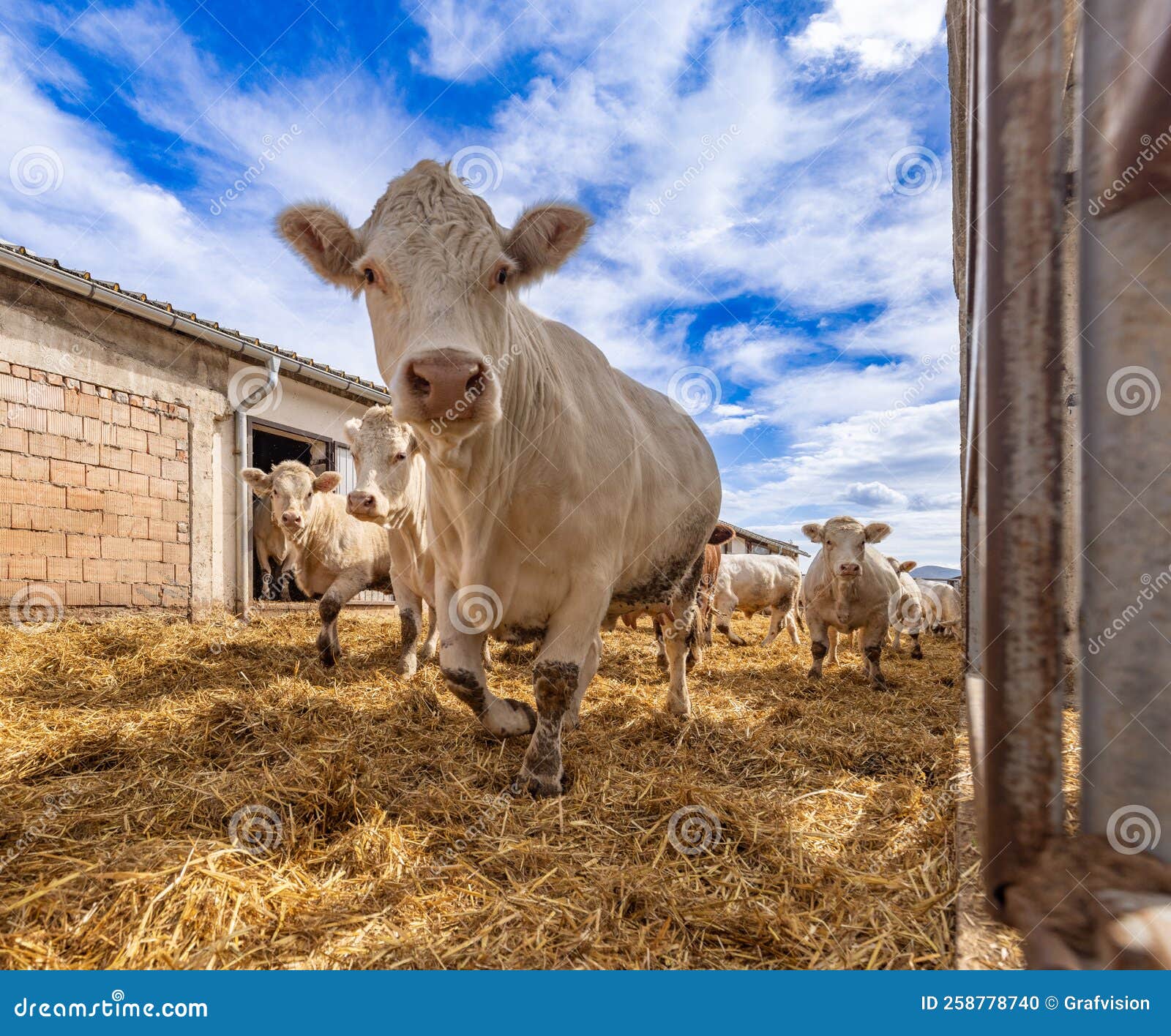Calves looking at camera stock photo. Image of livestock - 258778740