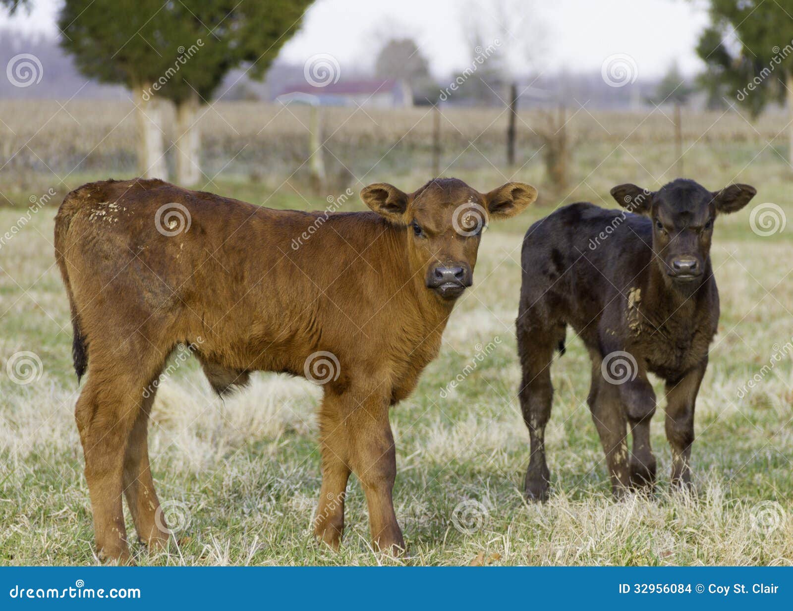 Calves looking at camera stock photo. Image of farm, young - 32956084