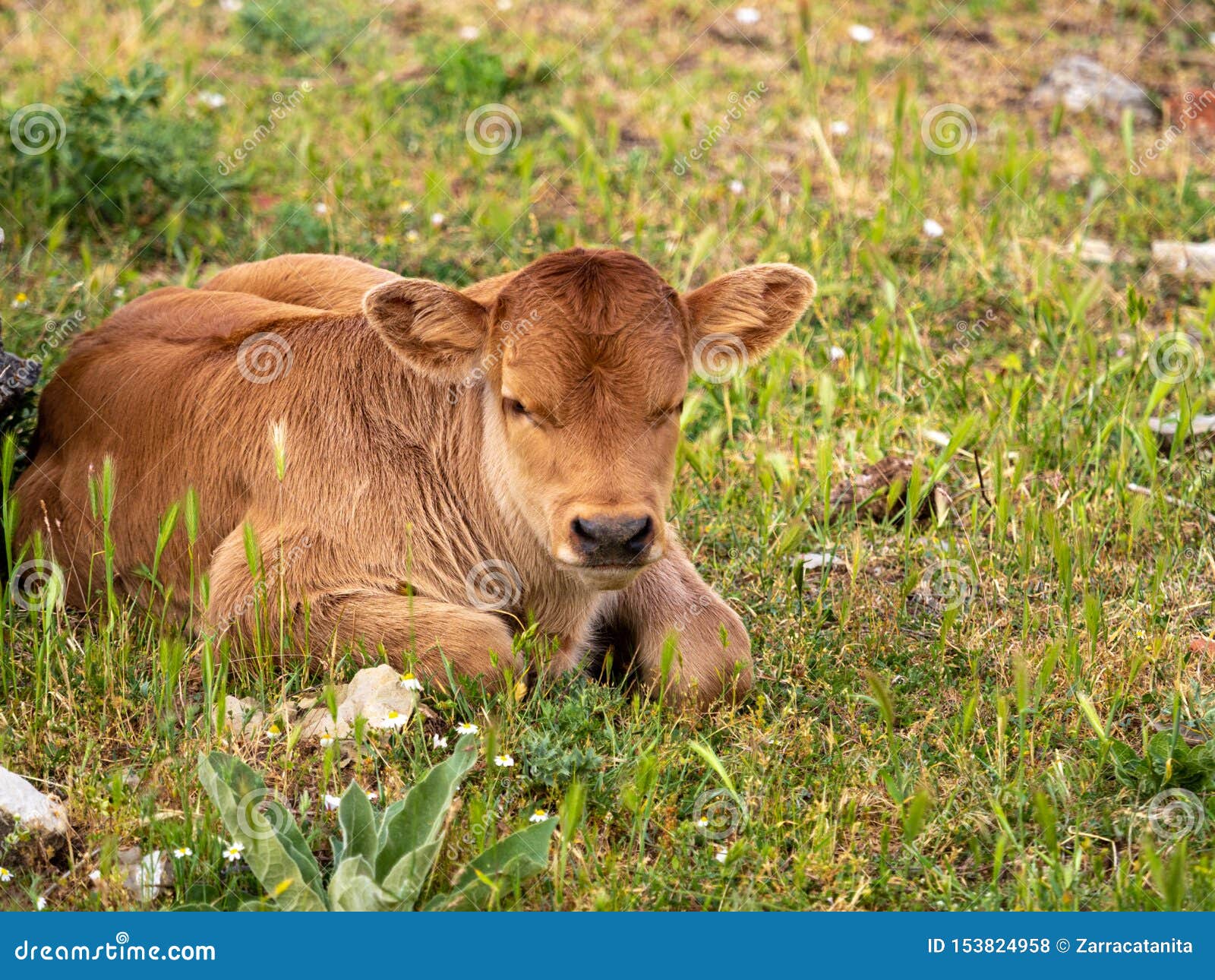Calves in a Meadow of Spain Stock Photo - Image of agriculture, grazing ...